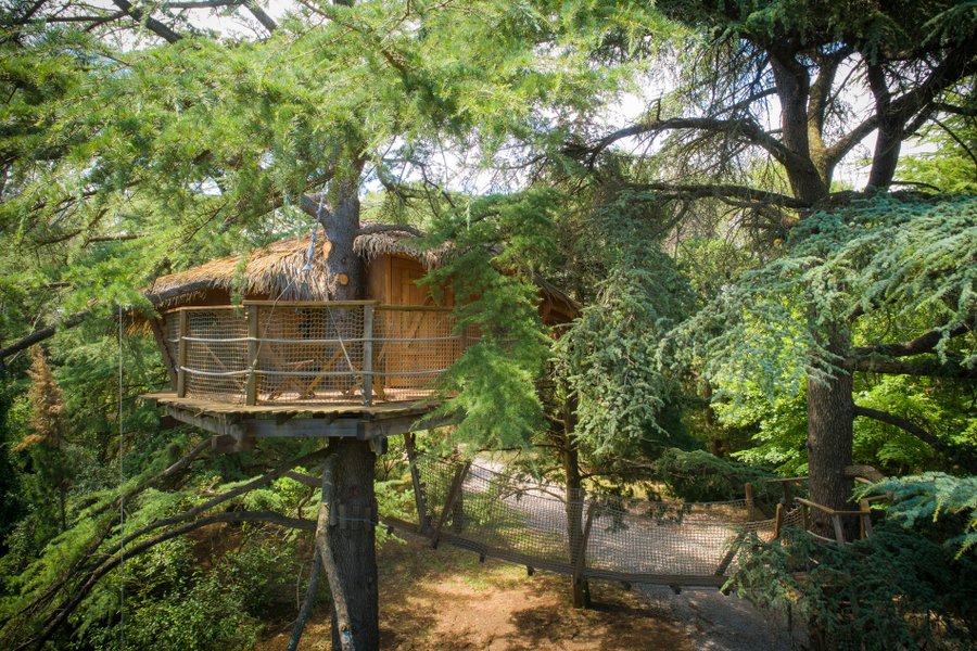 Crécerelle - Vendargues