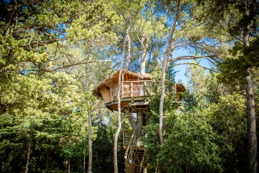 Tourterelle - Vendargues