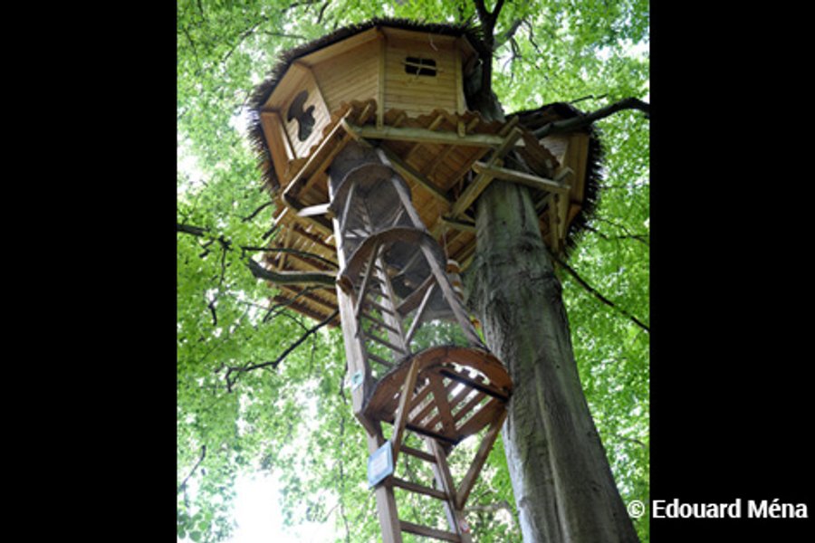 Grand Hêtre - Haute-Normandie